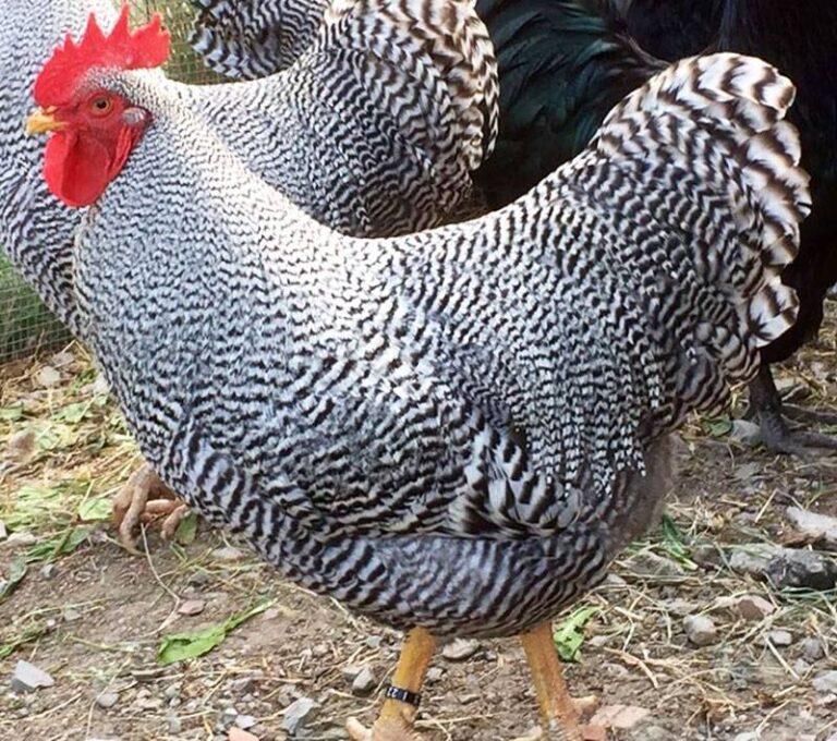 Amrock Tavuk Irkı: Özellikleri ve Yetiştiriciliği
